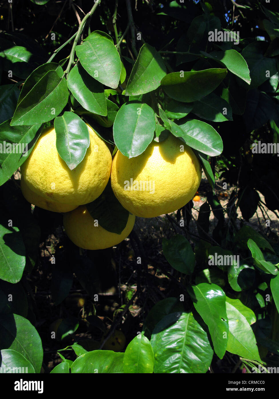 Grapefruit Tree, Crete, Greece Stock Photo - Alamy