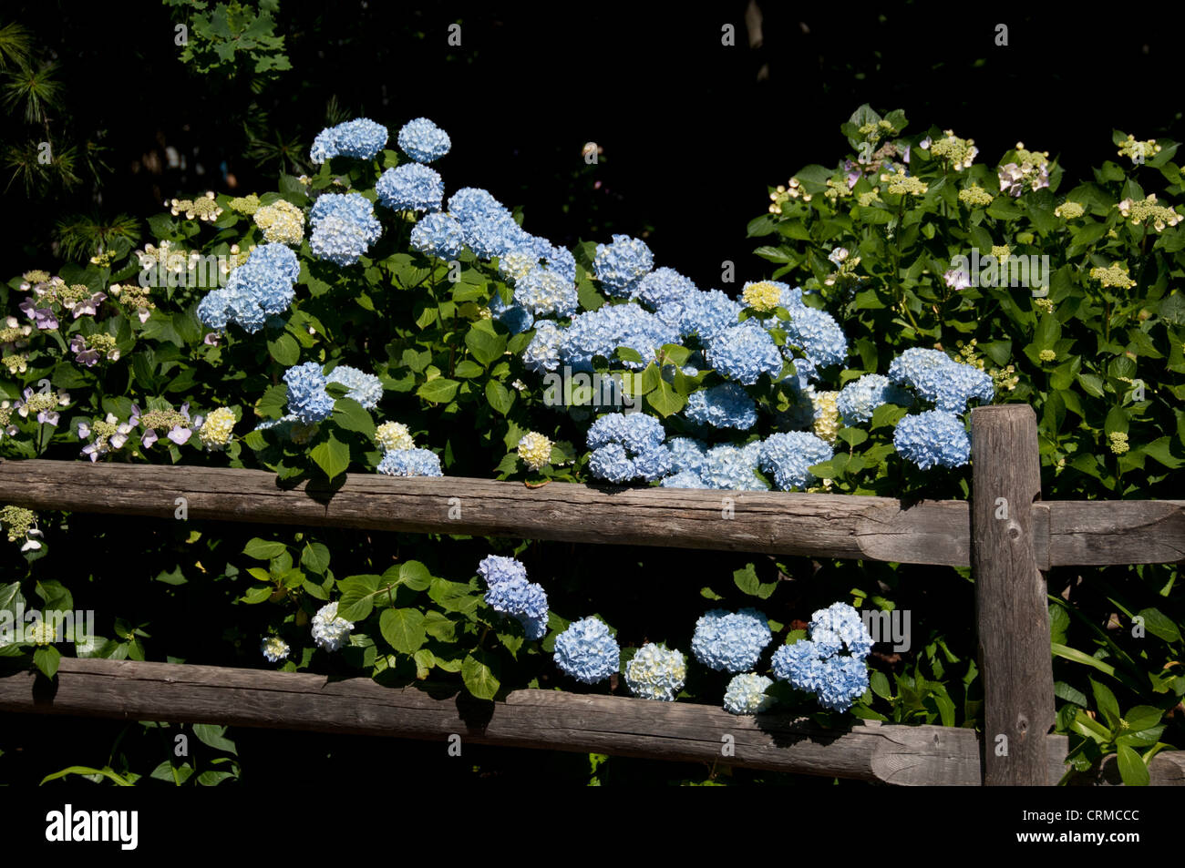 Blue hydrangea on ranch style fence Stock Photo - Alamy