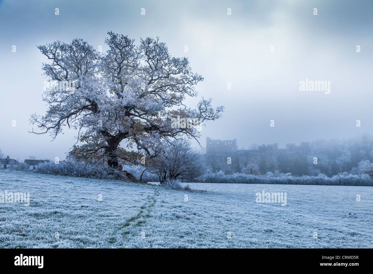 Chepstow Castle shrouded in mist and frost with oak tree in foregound ...