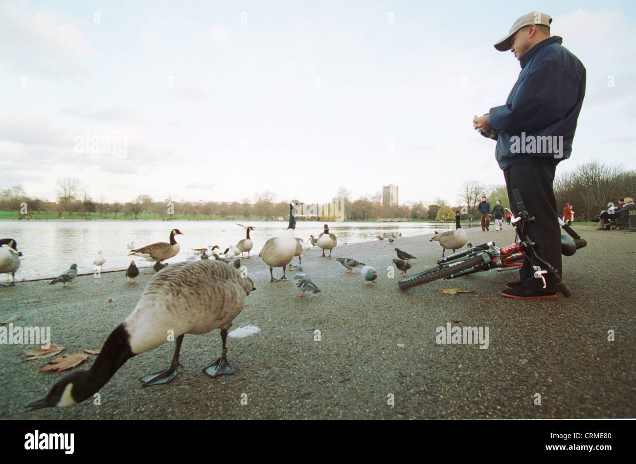 Man and ducks hi-res stock photography and images - Alamy