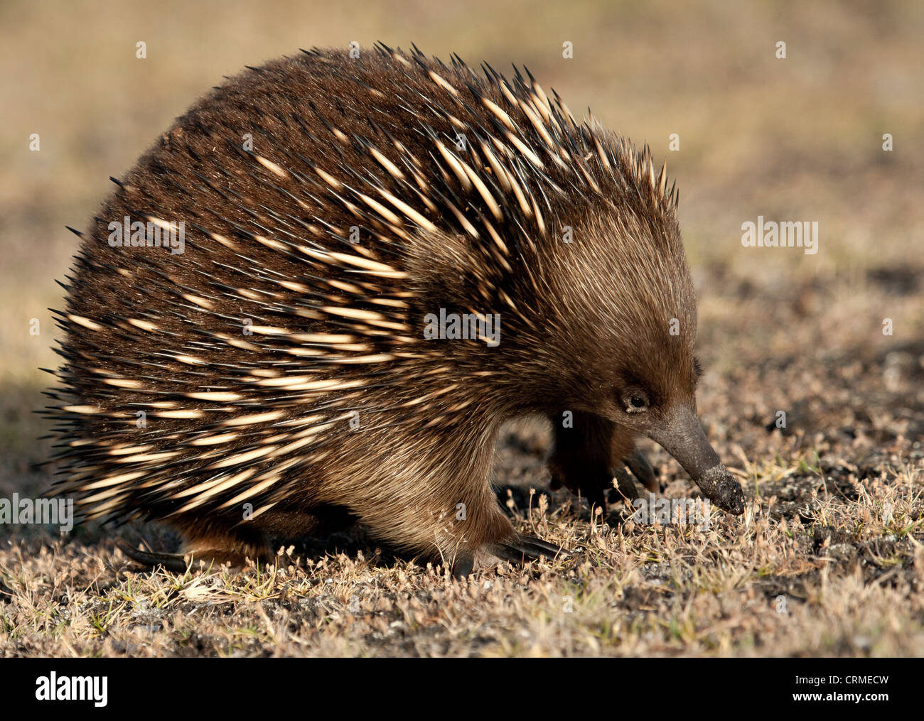 Echidna hi-res stock photography and images - Alamy