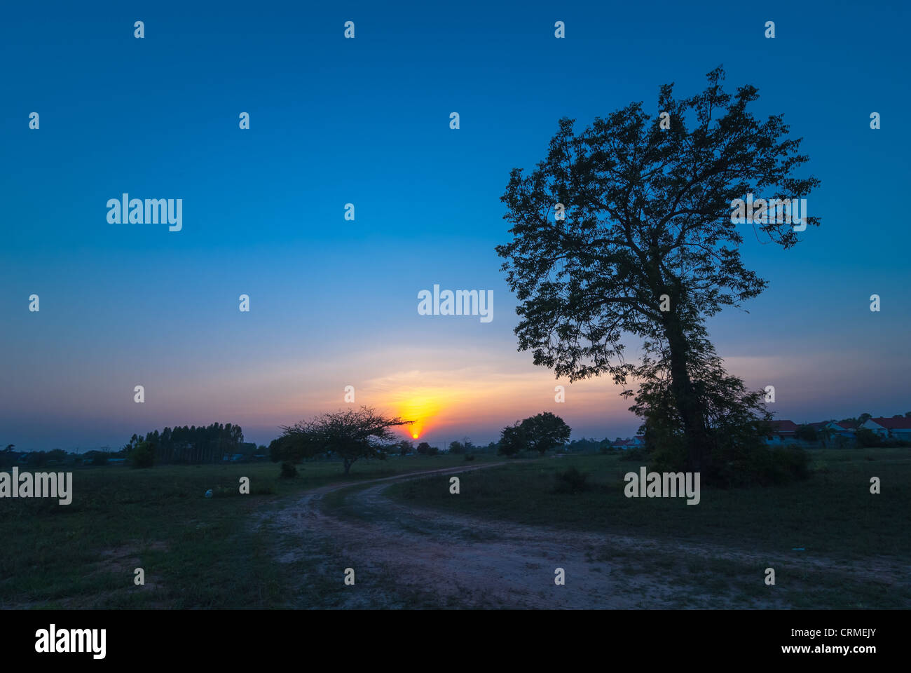 Tree and sun Stock Photo - Alamy