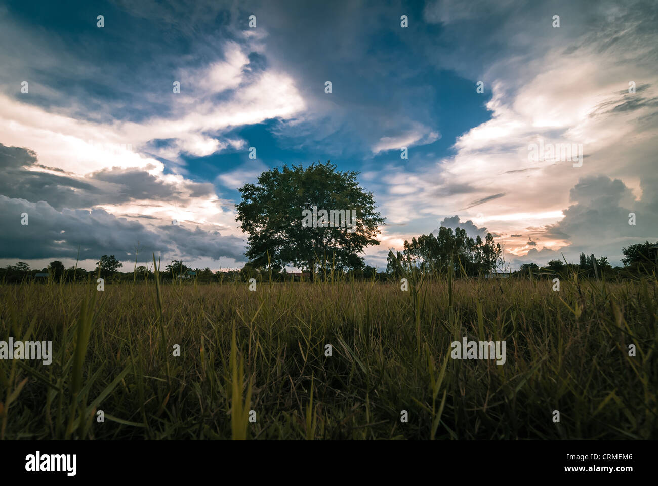 Grass silhouette sunset ears sunlight hi-res stock photography and ...