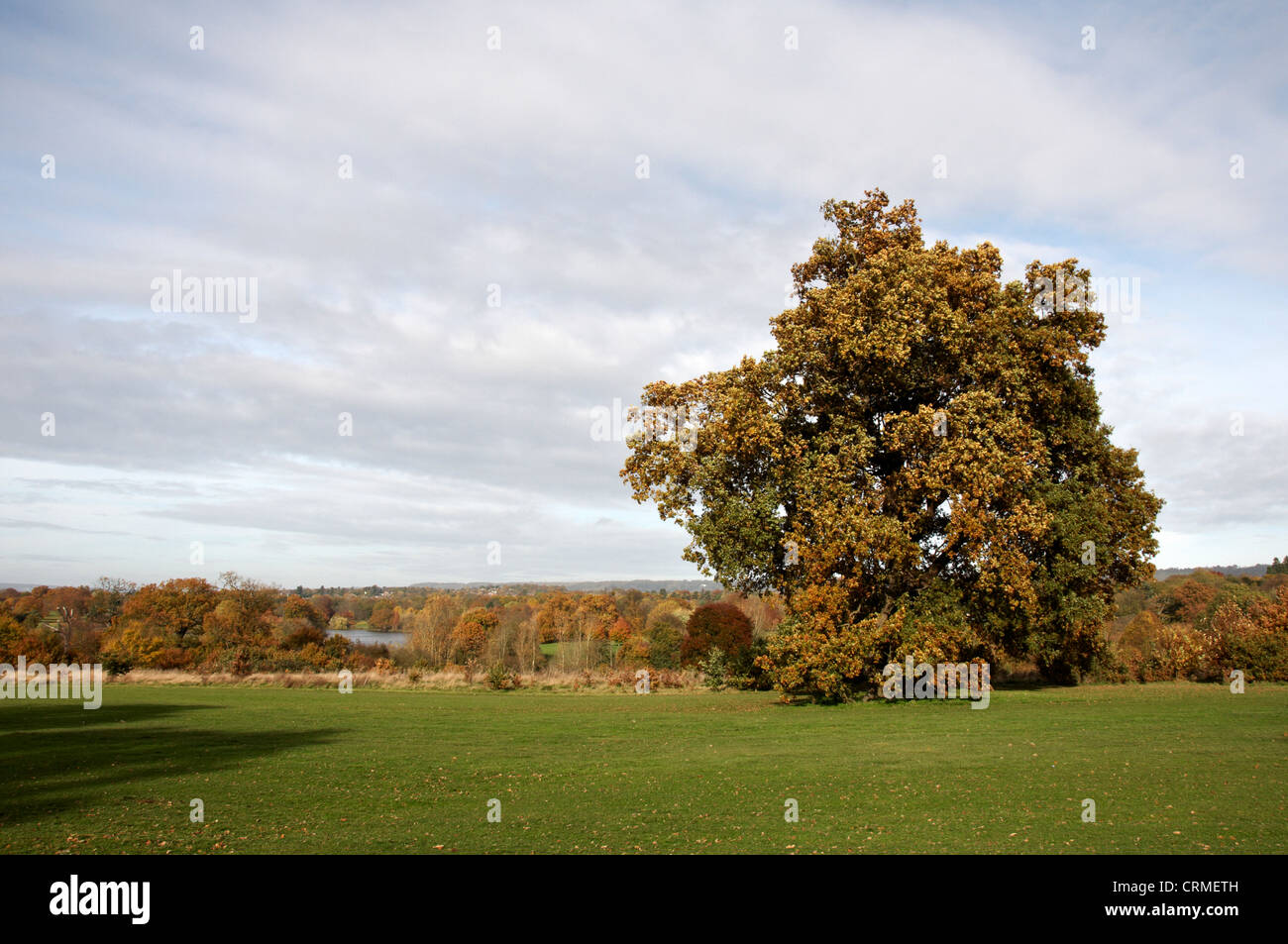 Trees in a park in Autumn Stock Photo - Alamy