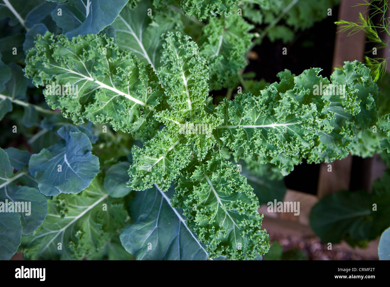 Curly Kale and Broccoli growing in Vegetable box Stock Photo - Alamy