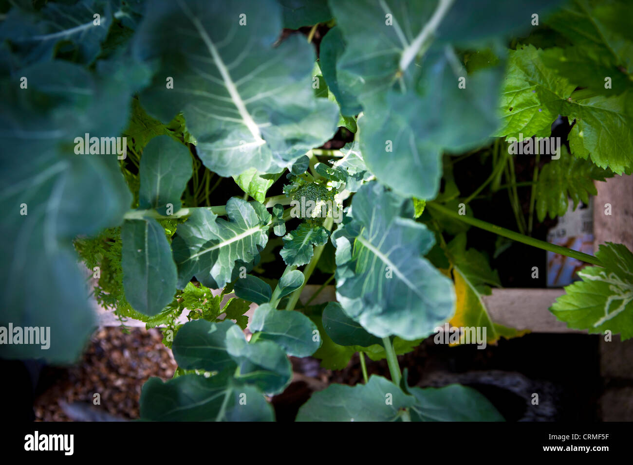 Young broccoli plant growing in hi-res stock photography and images - Alamy