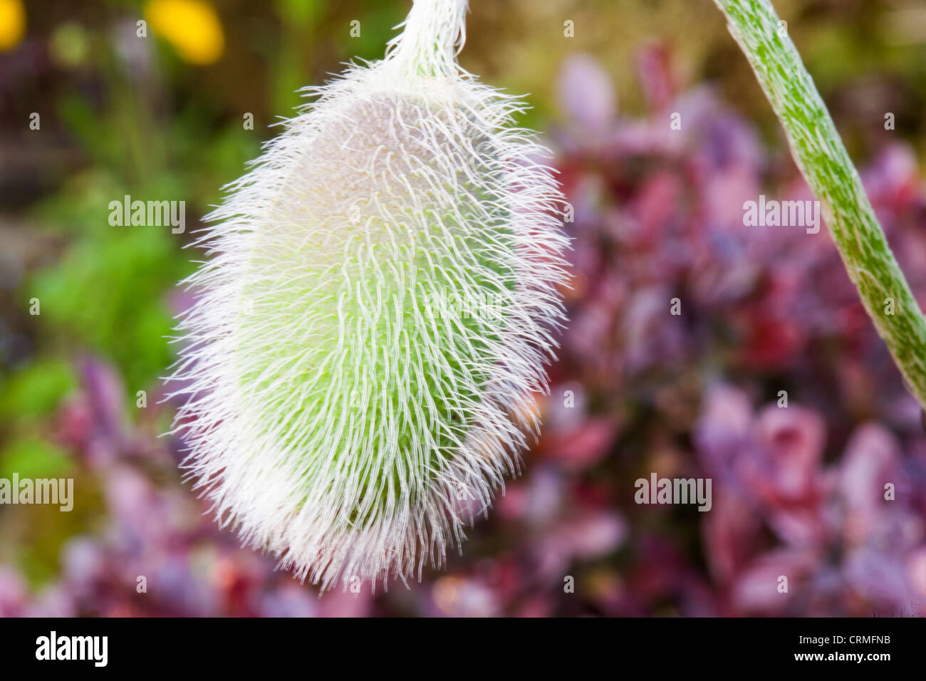 A Poppy flower head Stock Photo - Alamy