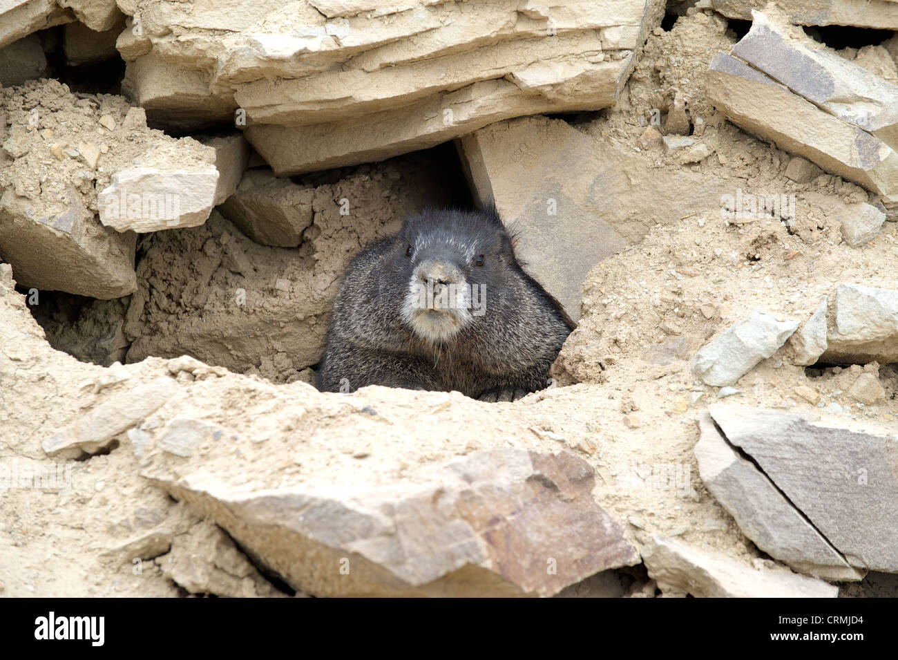 Gopher looking out from its burrow amongst rocks on the Alpine Loop ...
