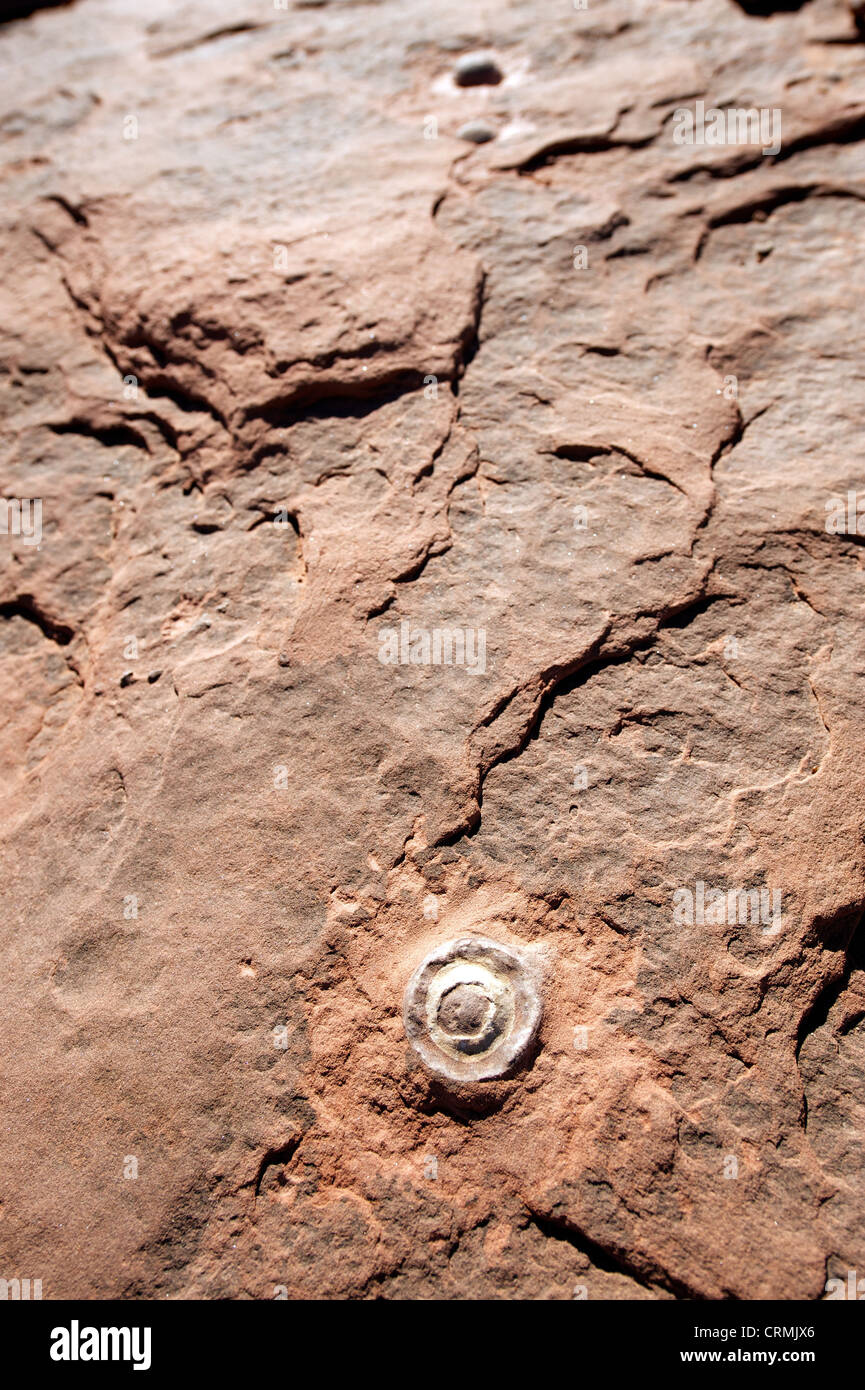 Fossilised dinosaur eggs, near Tuba City, Arizona, US Stock Photo - Alamy Fossilised dinosaur eggs, near Tuba City, Arizona, US Stock Photo - Alamy