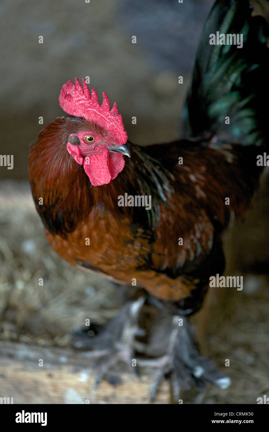 Production red rooster or cockerel Stock Photo - Alamy