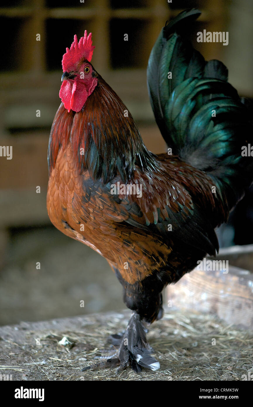 Production red rooster or cockerel with a red comb Stock Photo - Alamy