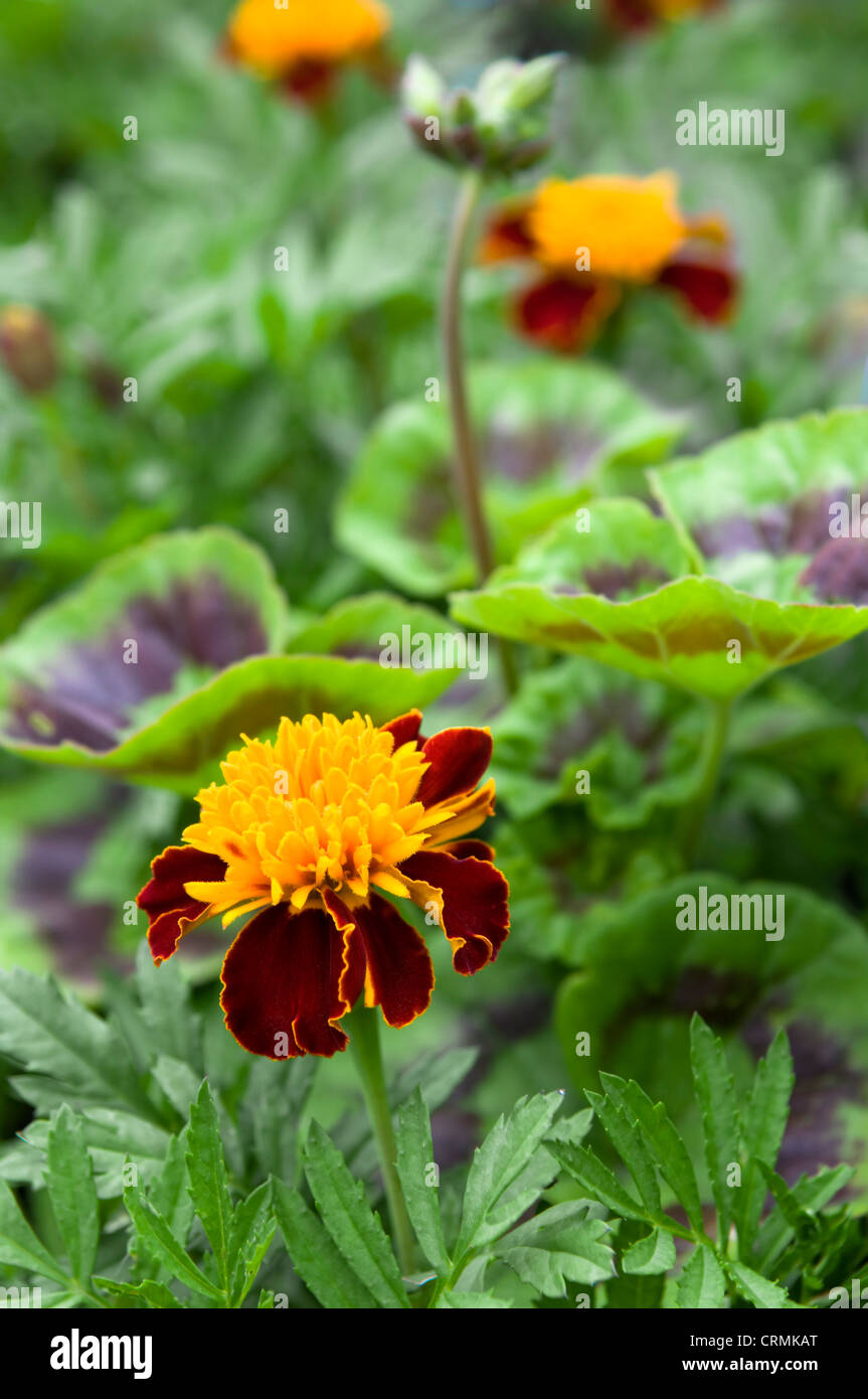 Marigold plants flowering in garden Stock Photo - Alamy