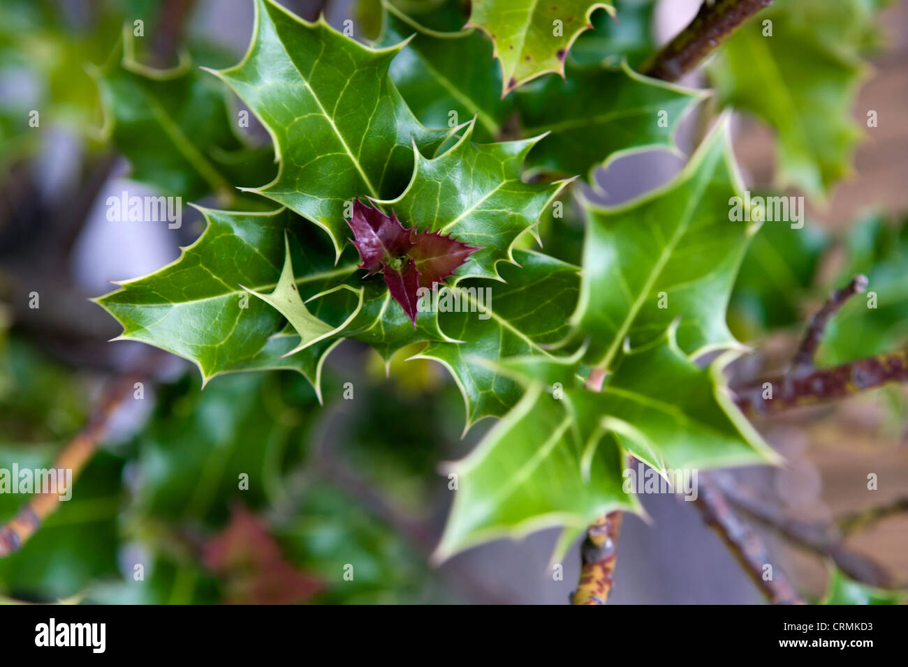 New growth on holly bush Stock Photo - Alamy