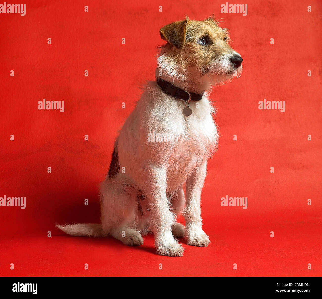 A Parson Russell terrier dog, sitting on the floor Stock Photo - Alamy
