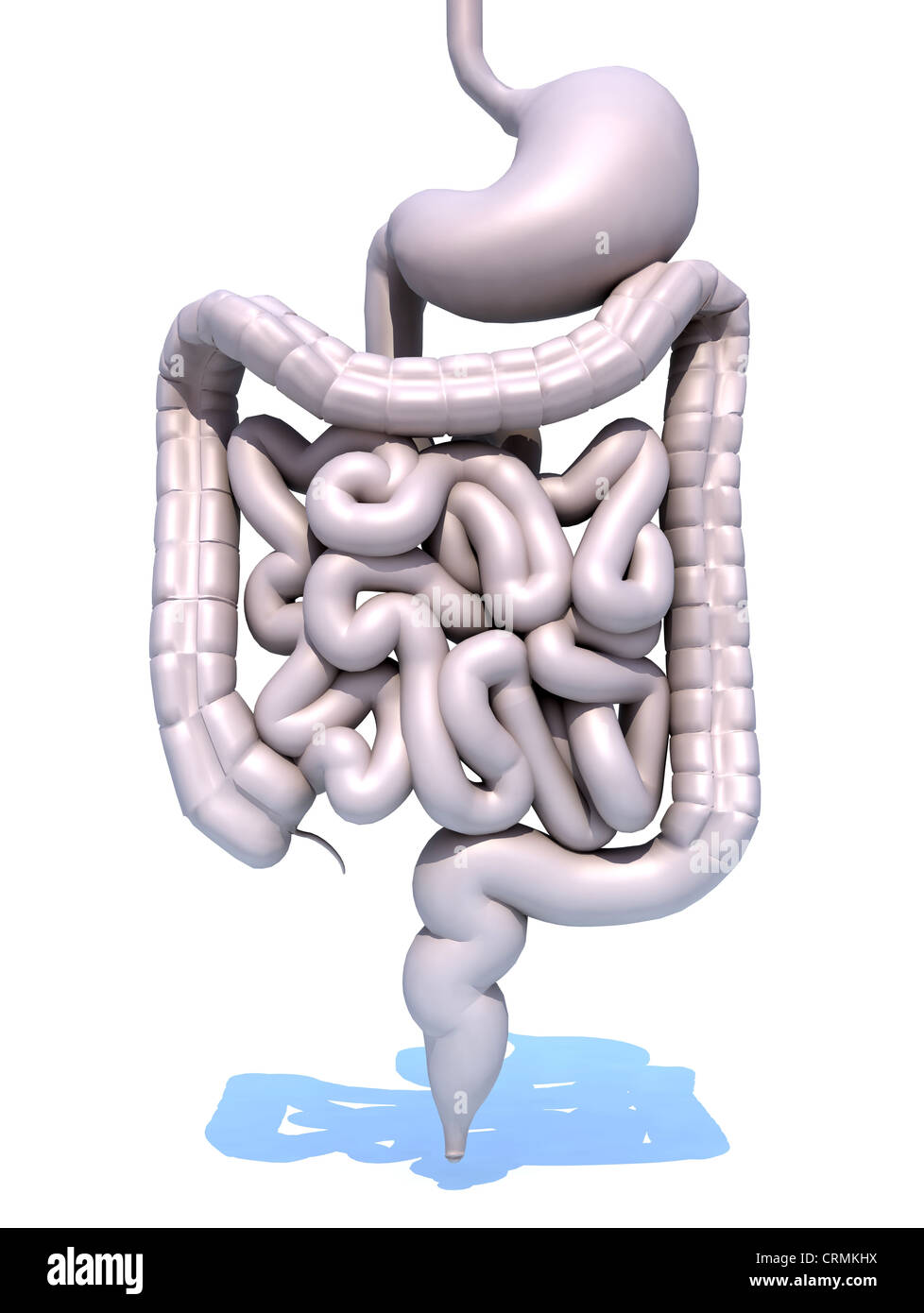 intestines and stomach, 3d model visualization Stock Photo - Alamy