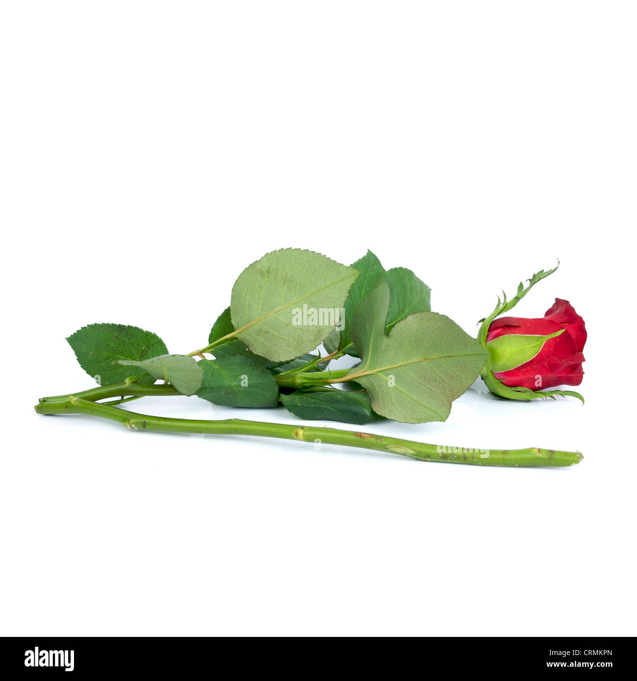 Broken rose stem hi-res stock photography and images - Alamy