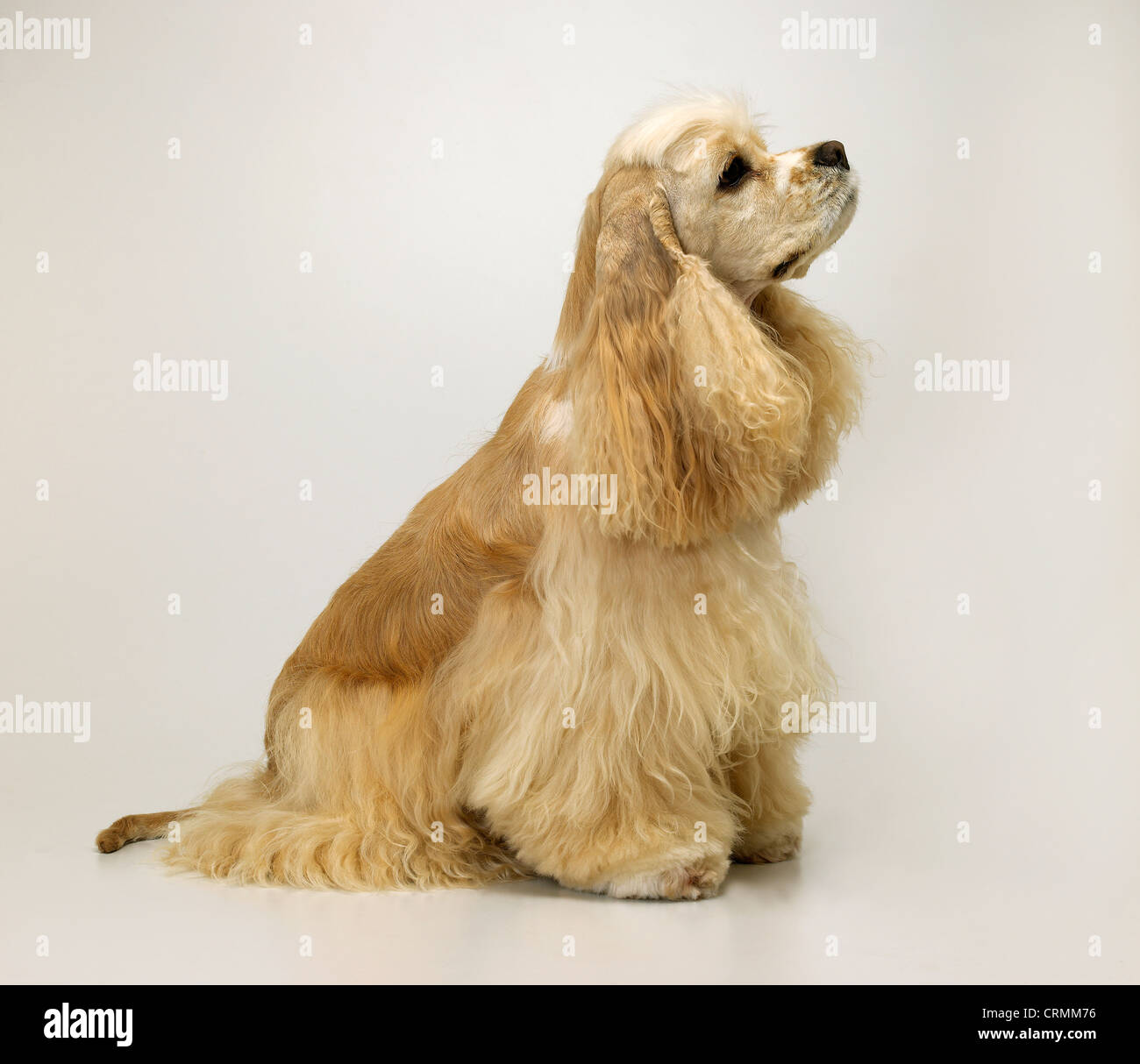 Dog sitting side view studio shot hi-res stock photography and images ...