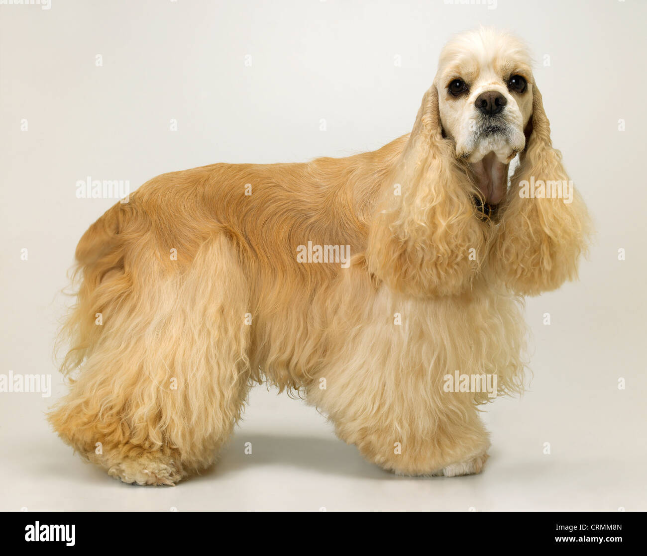Pure breed hi-res stock photography and images - Alamy
