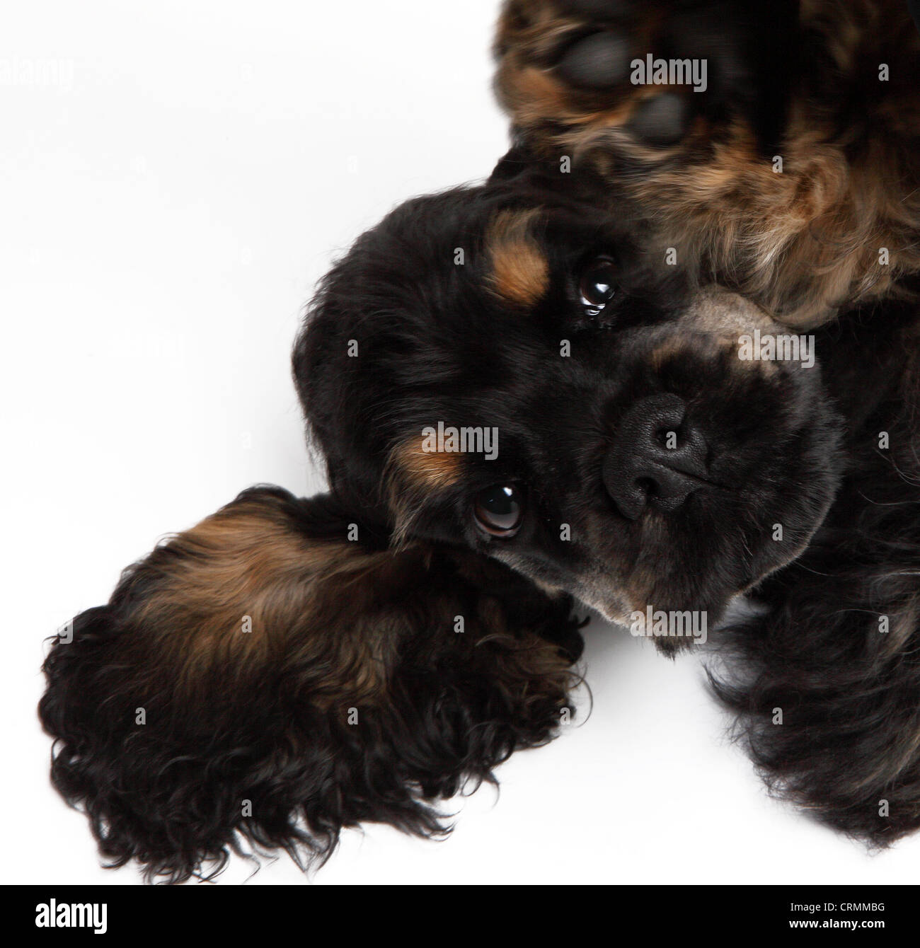 An American cocker spaniel dog, looking at camera Stock Photo - Alamy