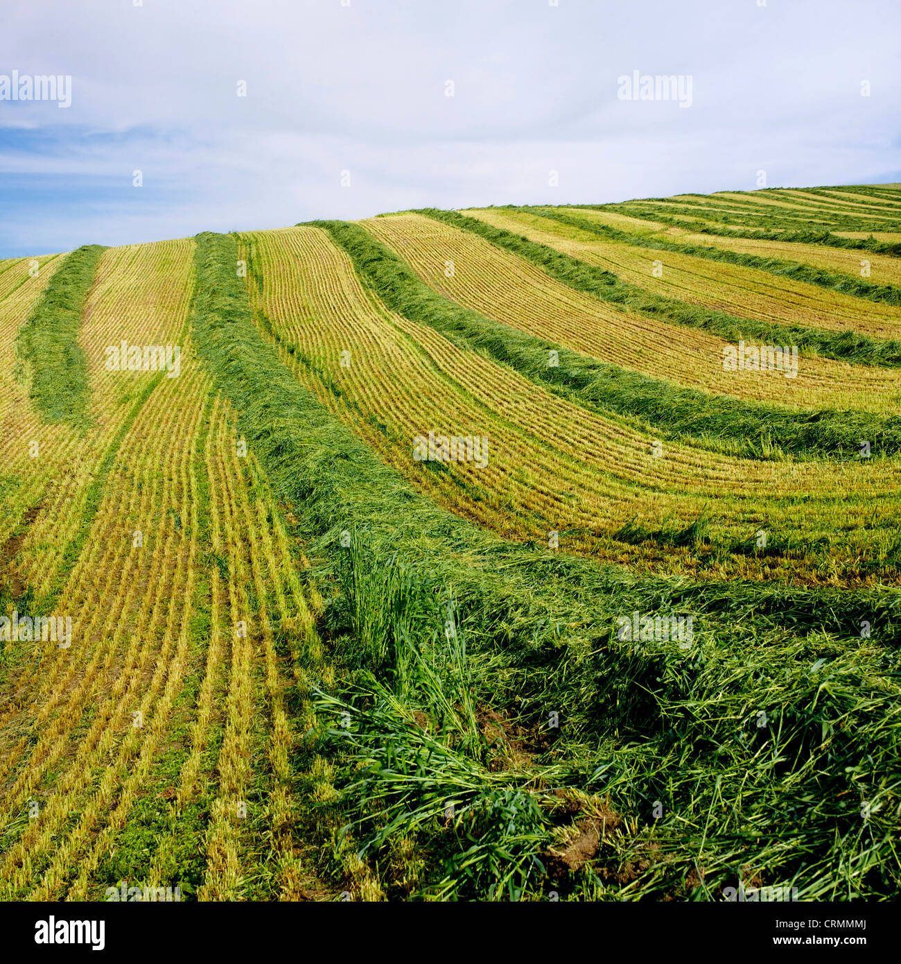 Green hay fields stretch across rolling hills under a cloudy sky during ...