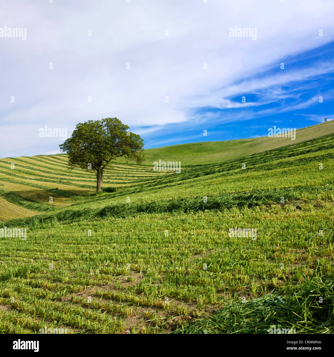 Rolling green hills under a blue sky with a solitary tree in a lush ...