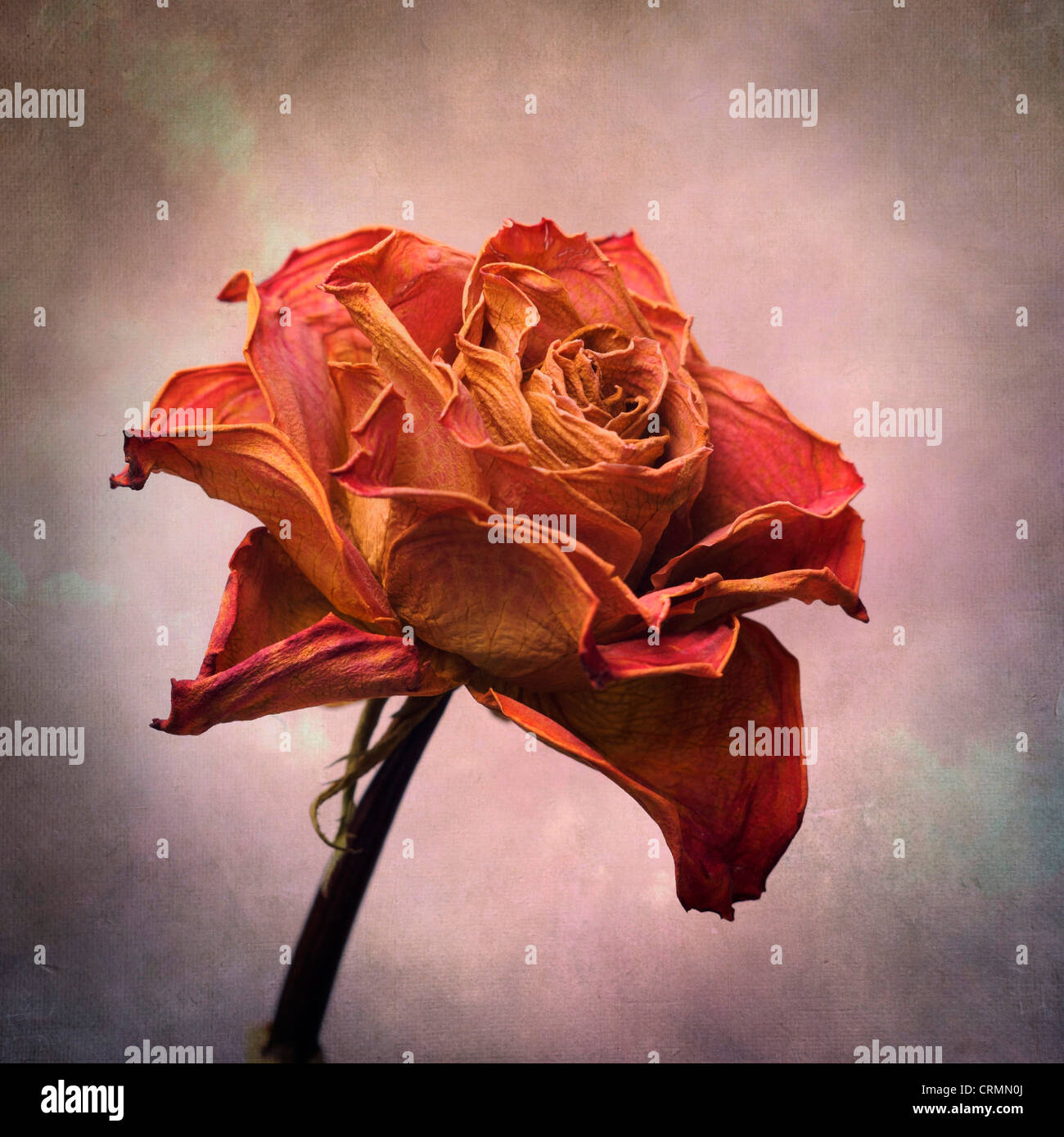 Dried red rose with textured petals captures fleeting beauty and ...