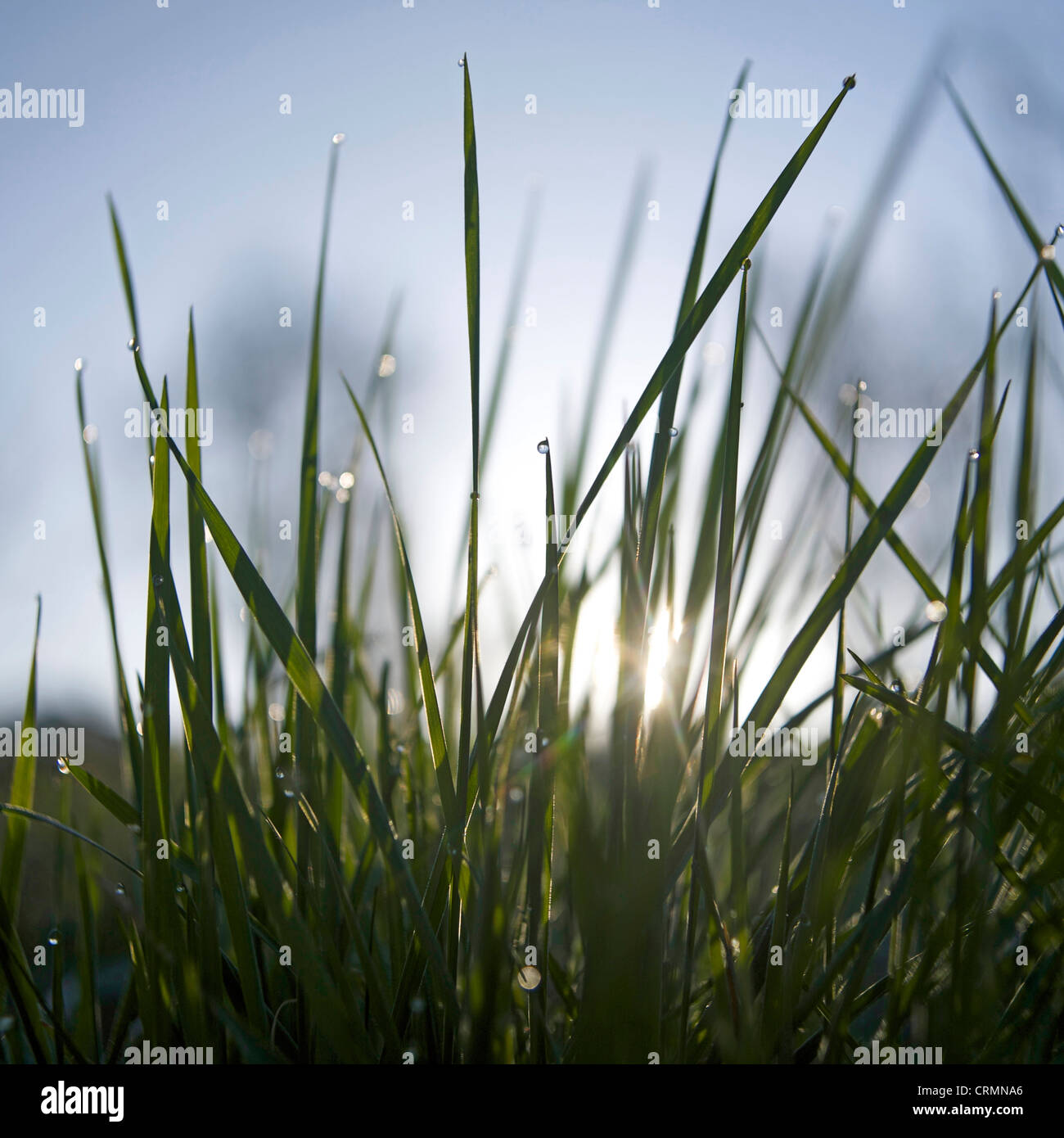 Dew droplet at the end of a blade of grass in the early morning ...