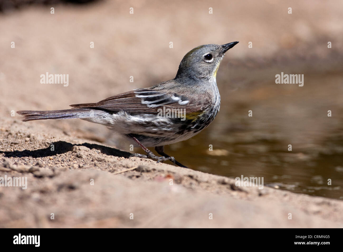 Yellow-rumped Warbler (Setophaga coronata) female Audubon's (auduboni ...