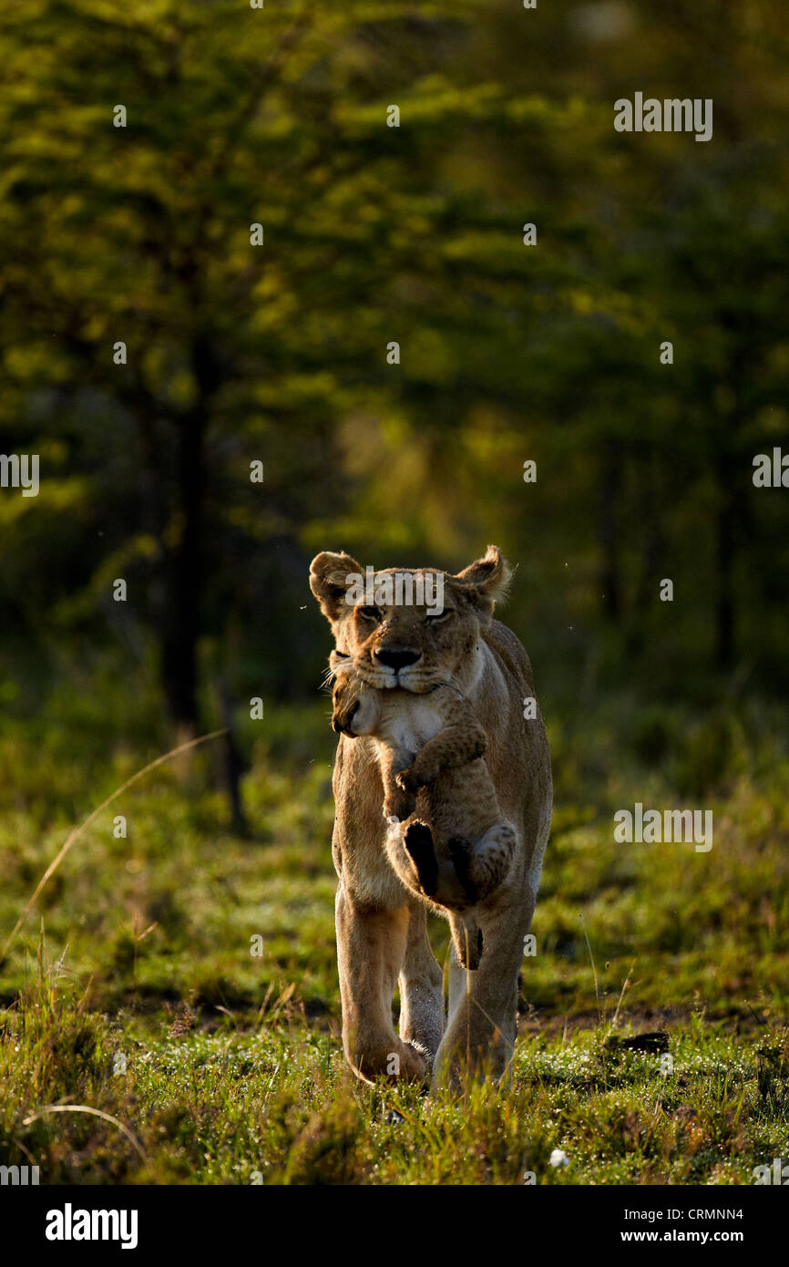Lioness carrying a cub Stock Photo - Alamy