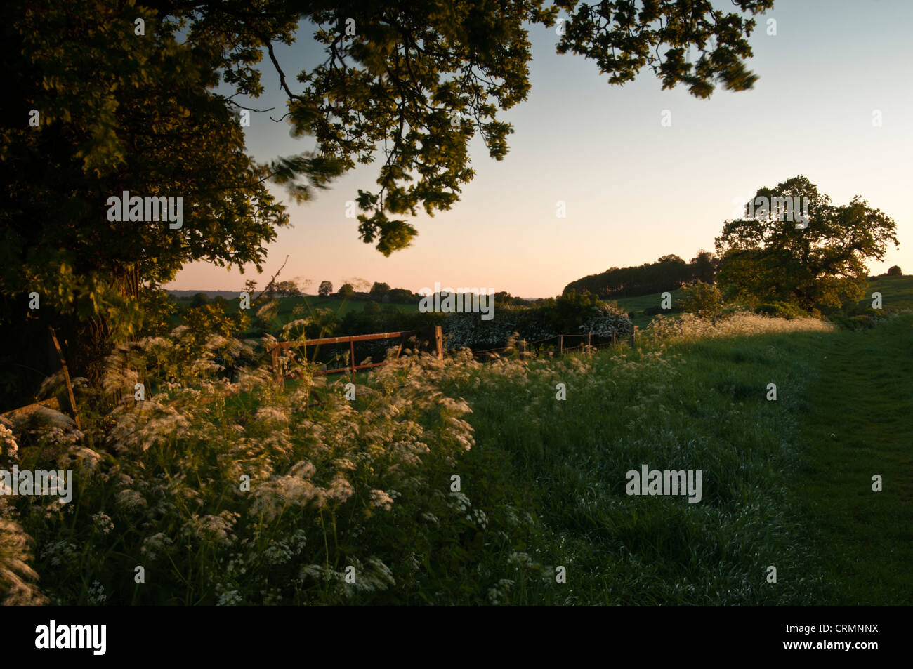 Beside a wide green country track on a warm evening in early summer ...