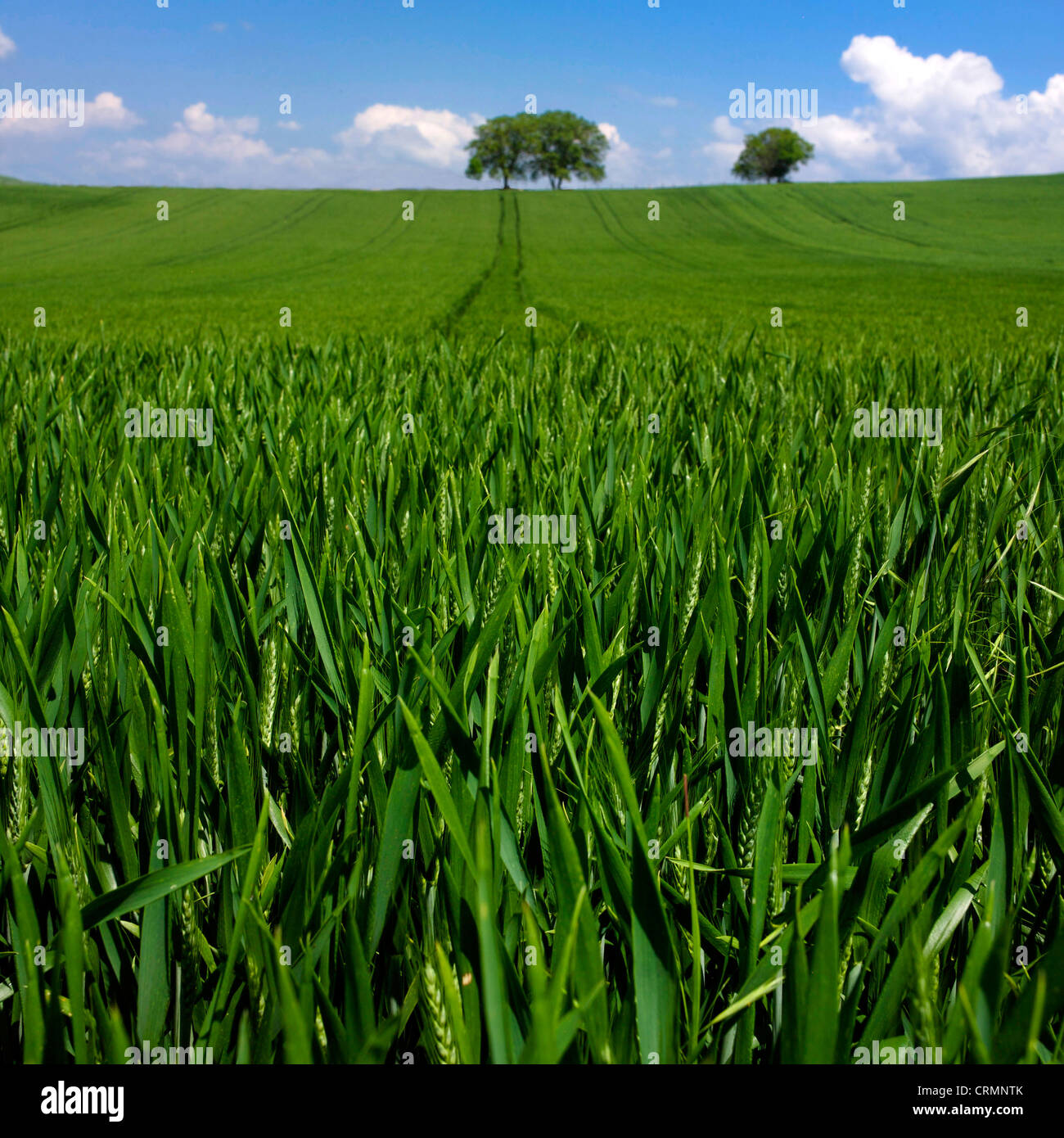Wheat fields france hi-res stock photography and images - Alamy