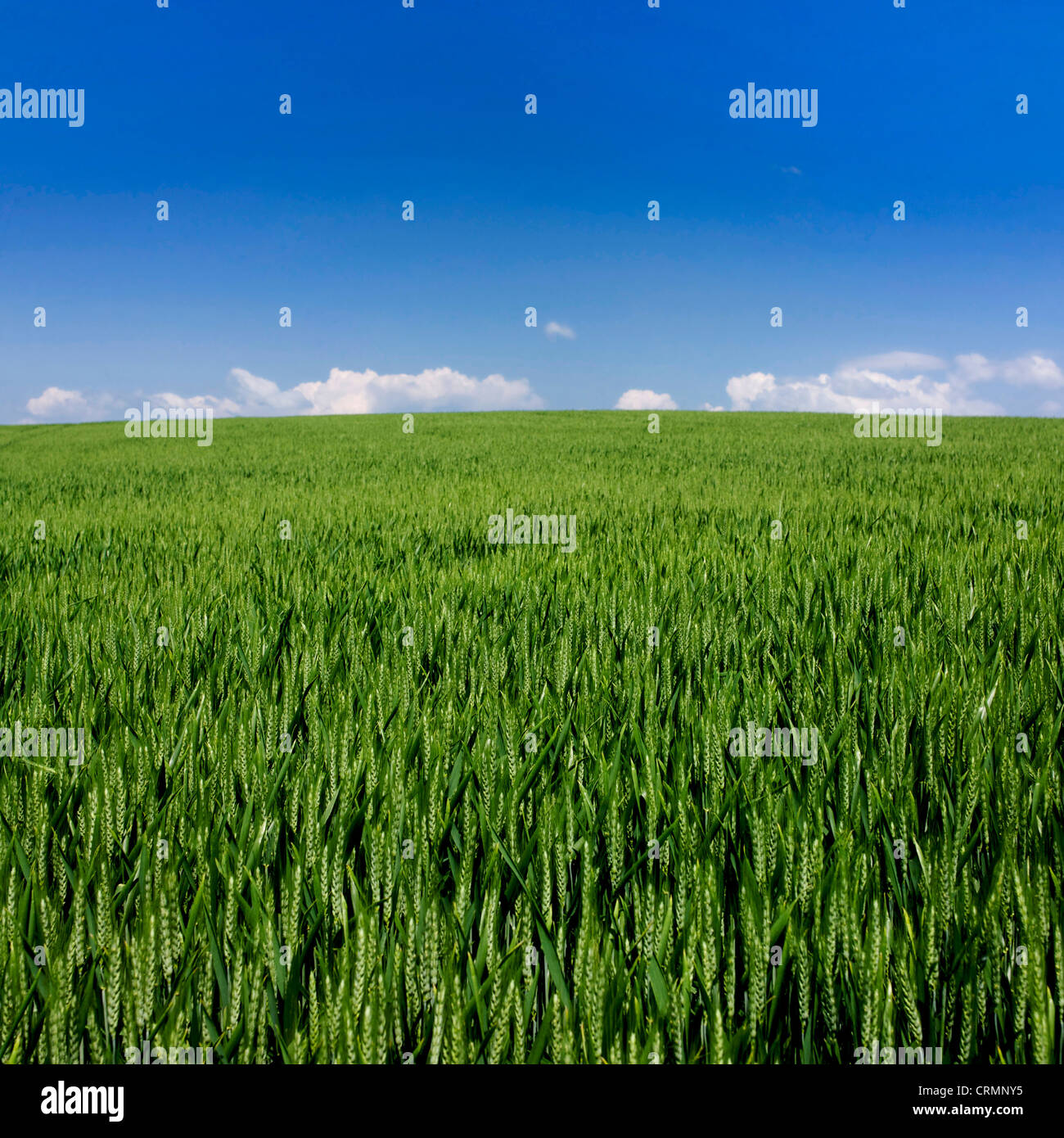 Wheat fields france hi-res stock photography and images - Alamy