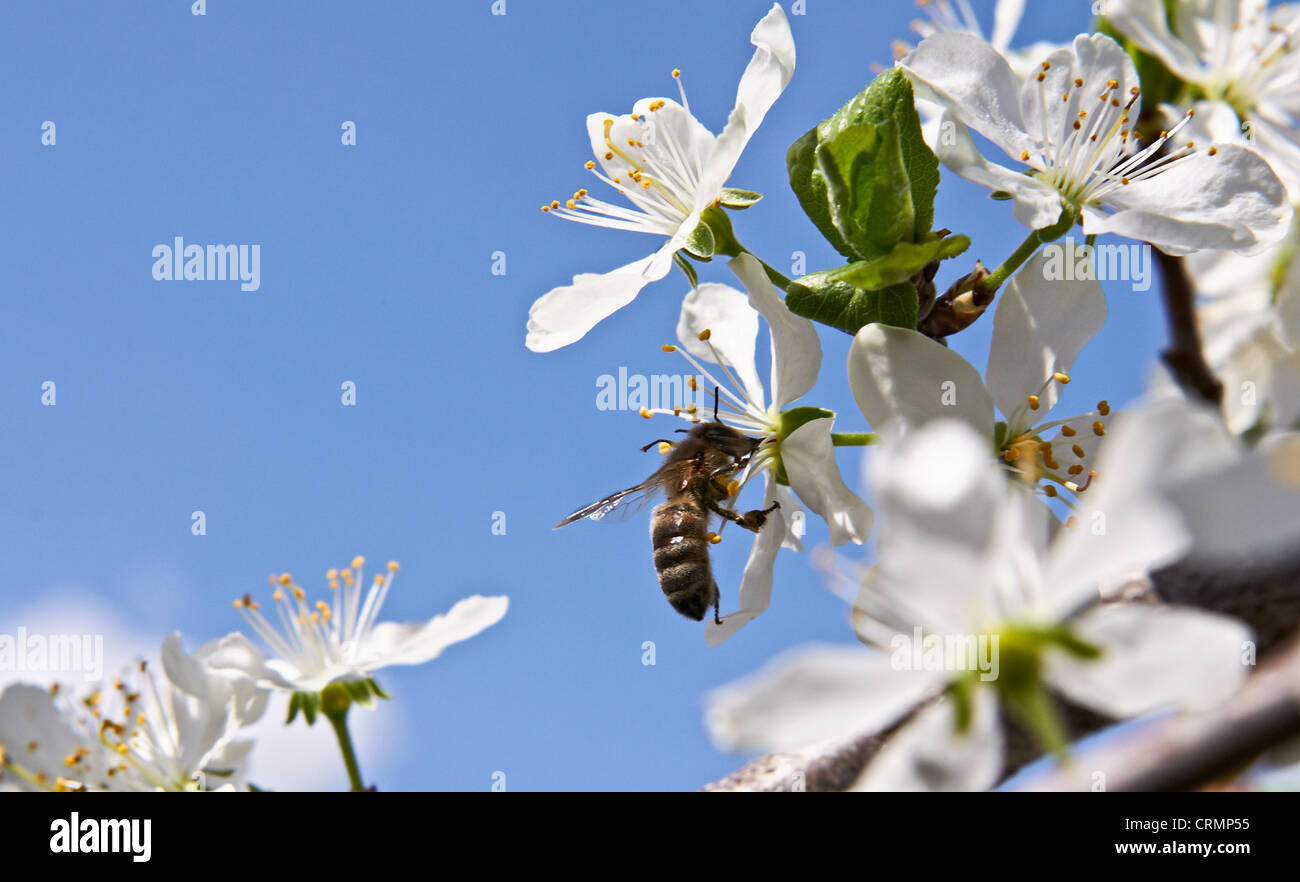 Bee Apple Tree High Resolution Stock Photography and Images - Alamy