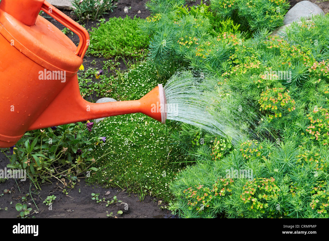 Watering Garden Natural Flowers Stock Photo - Alamy