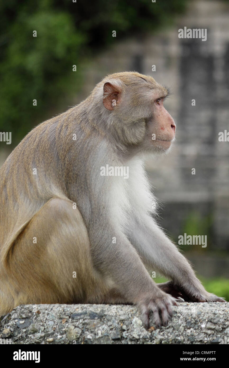 Close-up of a Common Squirrel Monkey Stock Photo - Alamy