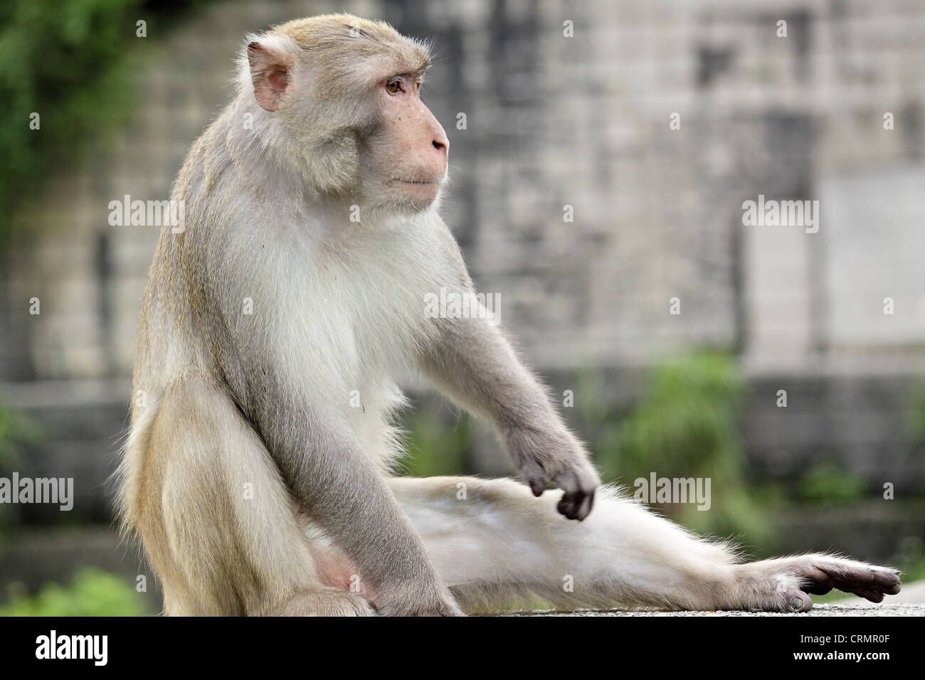Sad squirrel hi-res stock photography and images - Alamy