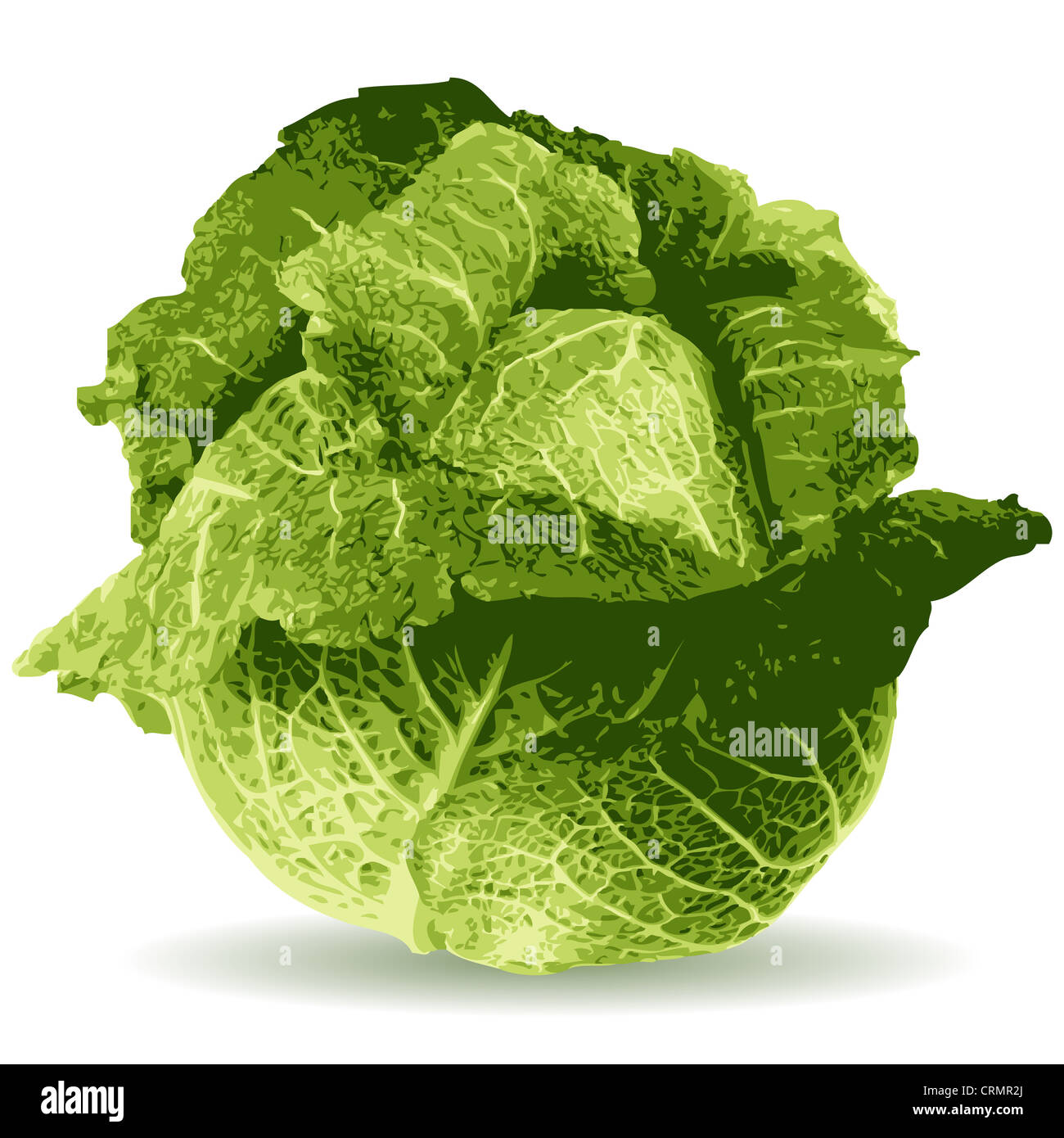 cabbage illustration isolated on white background Stock Photo - Alamy