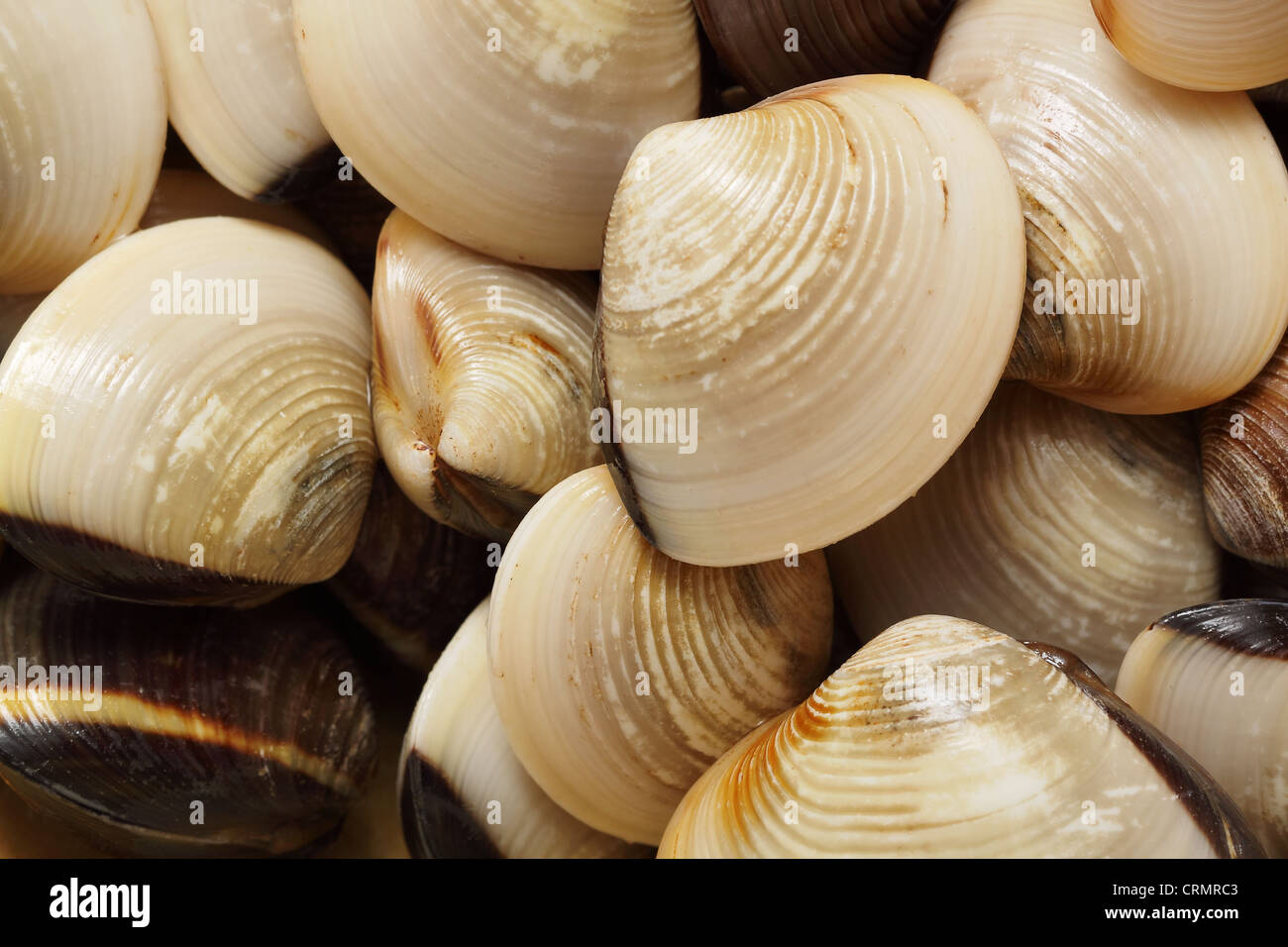 Clams detail hi-res stock photography and images - Alamy