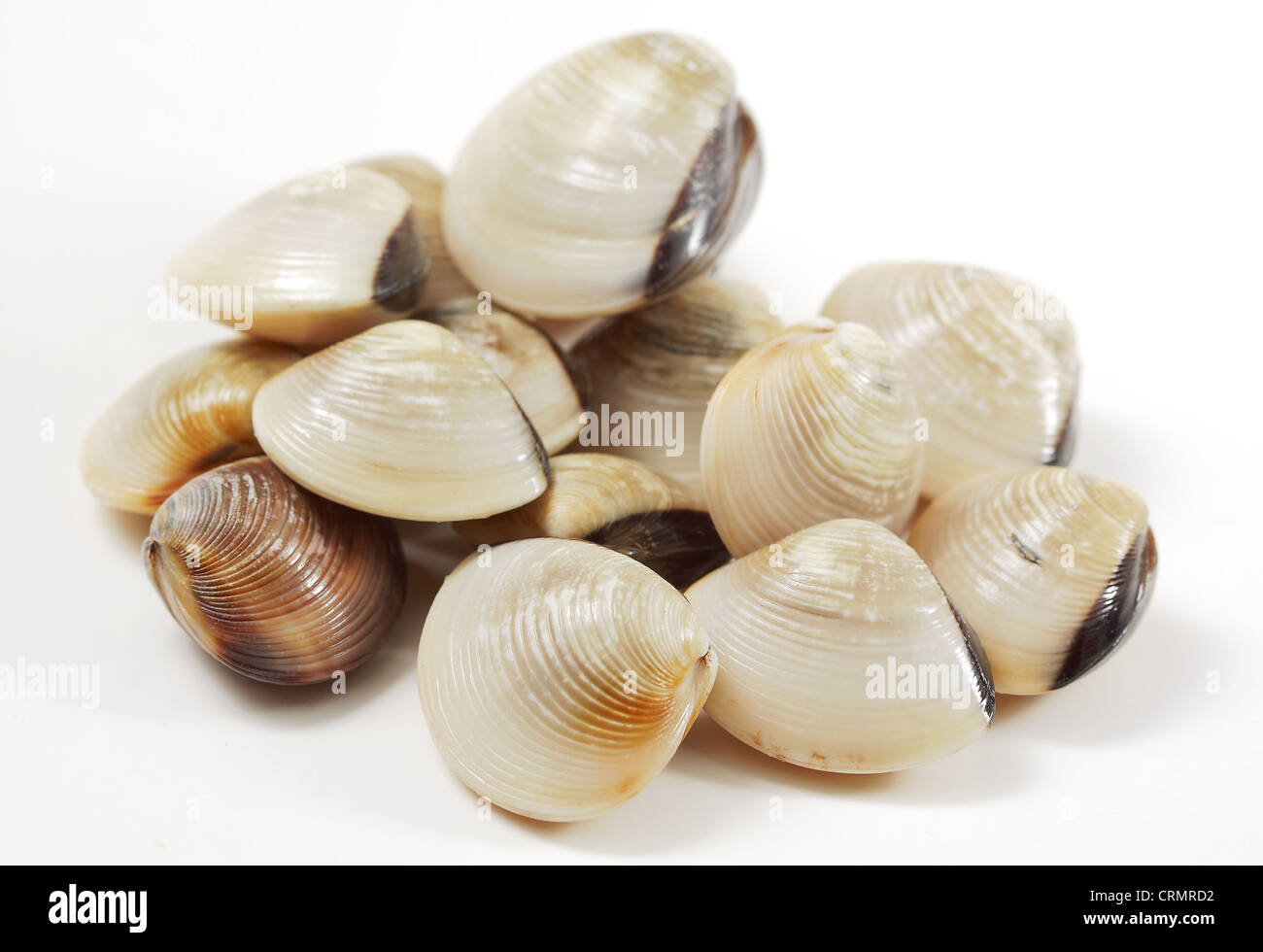 Steamers clams hi-res stock photography and images - Alamy