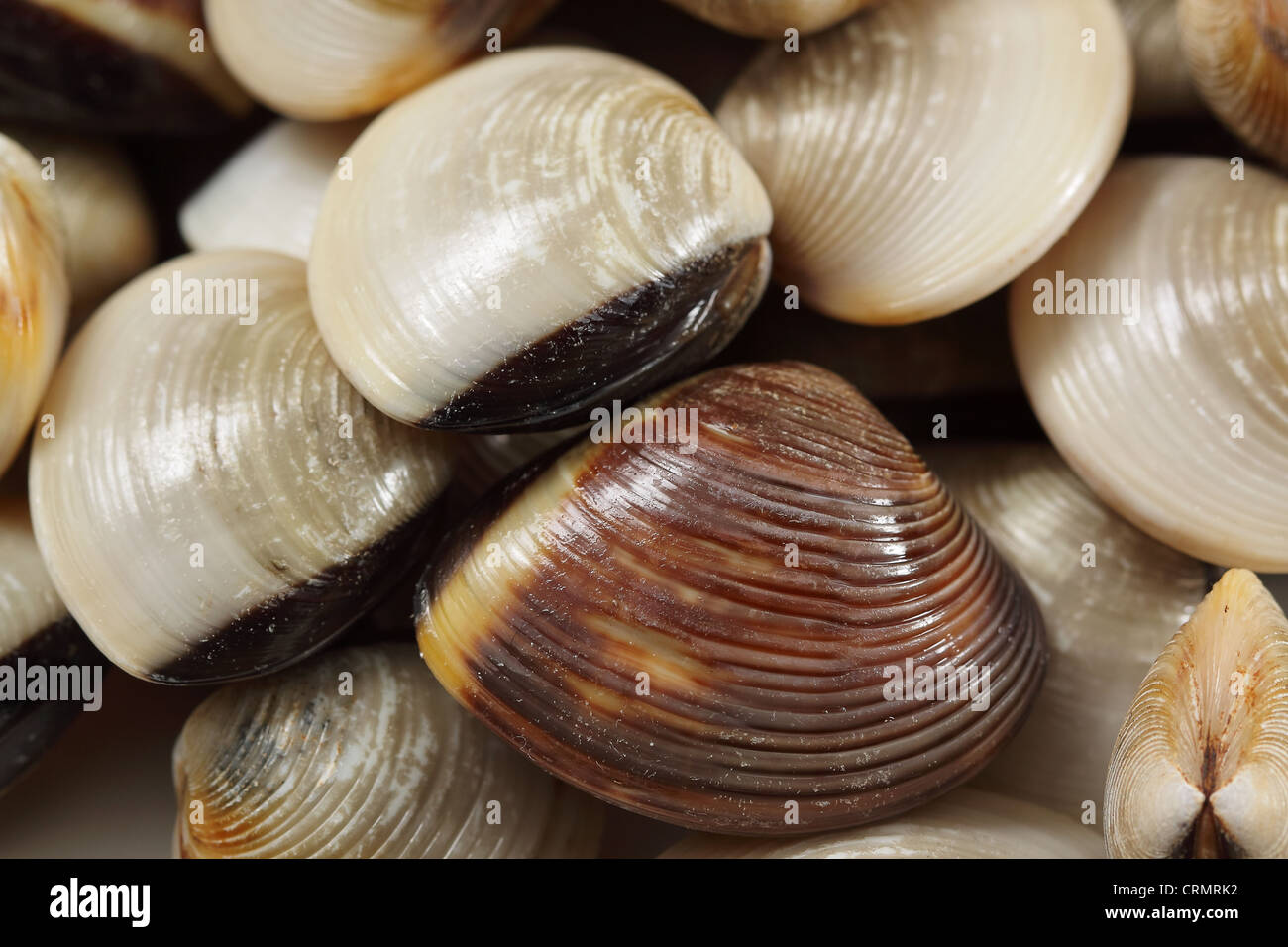 Steamers clams hi-res stock photography and images - Alamy