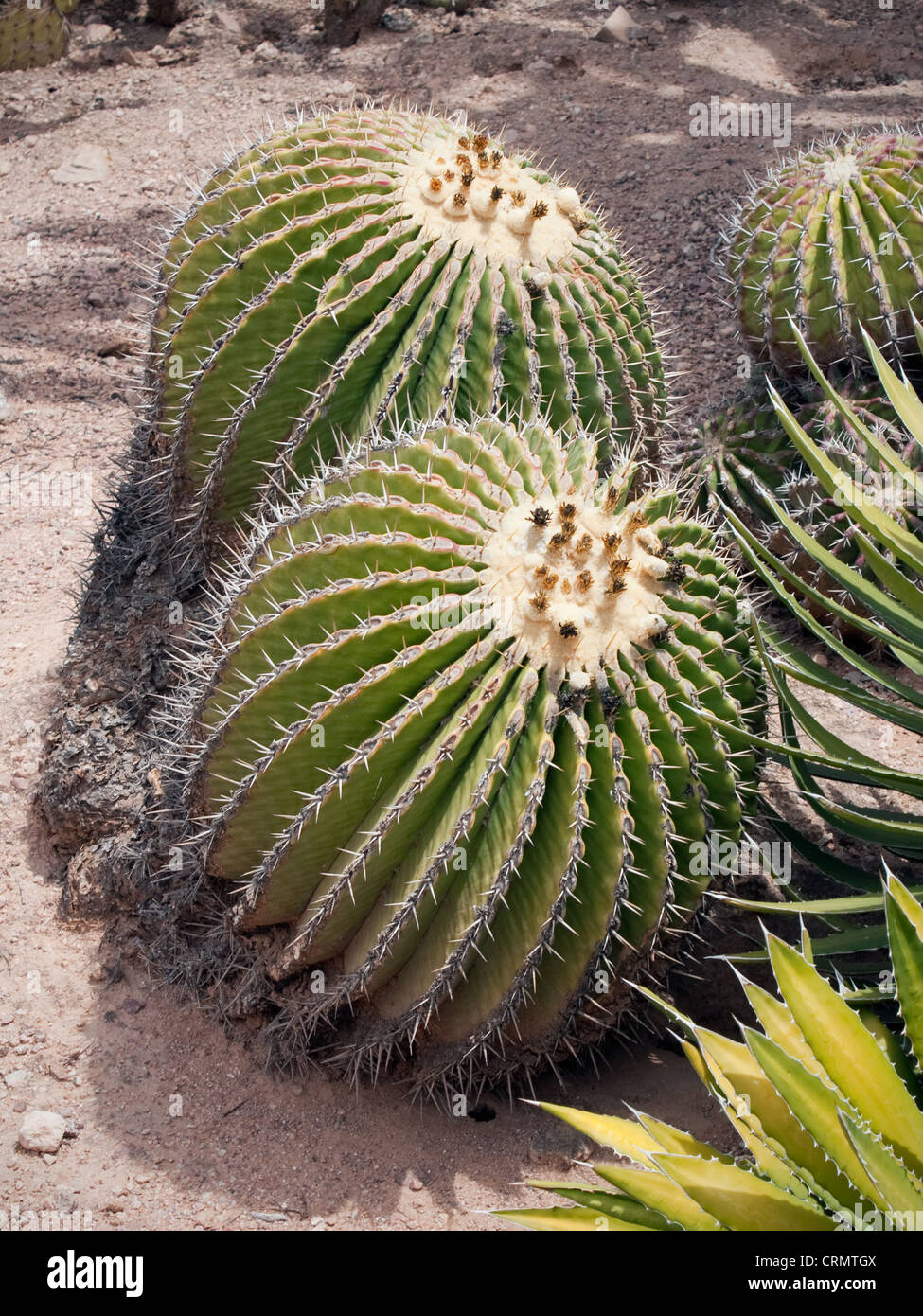 Giant barrel cactus echinocactus platyacanthus hi-res stock photography ...