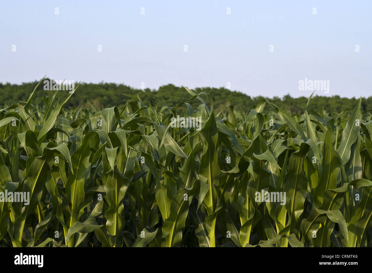 Maize trees hi-res stock photography and images - Alamy