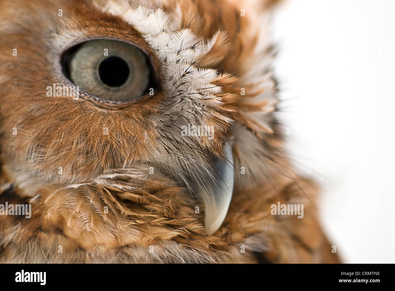 Injured barn owl from nature sanctuary photographed in studio Stock ...