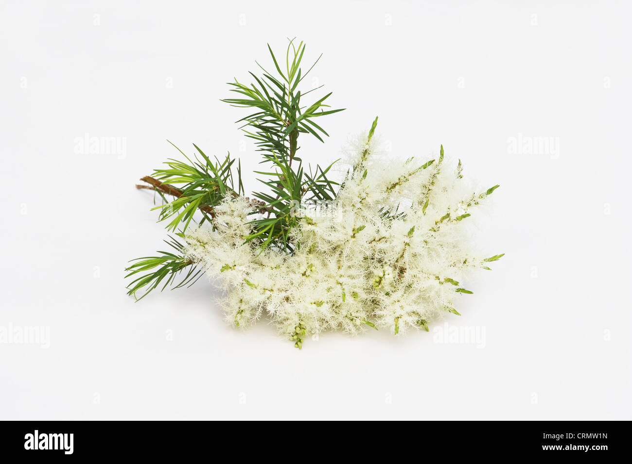 Melaleuca alternifolia hi-res stock photography and images - Alamy