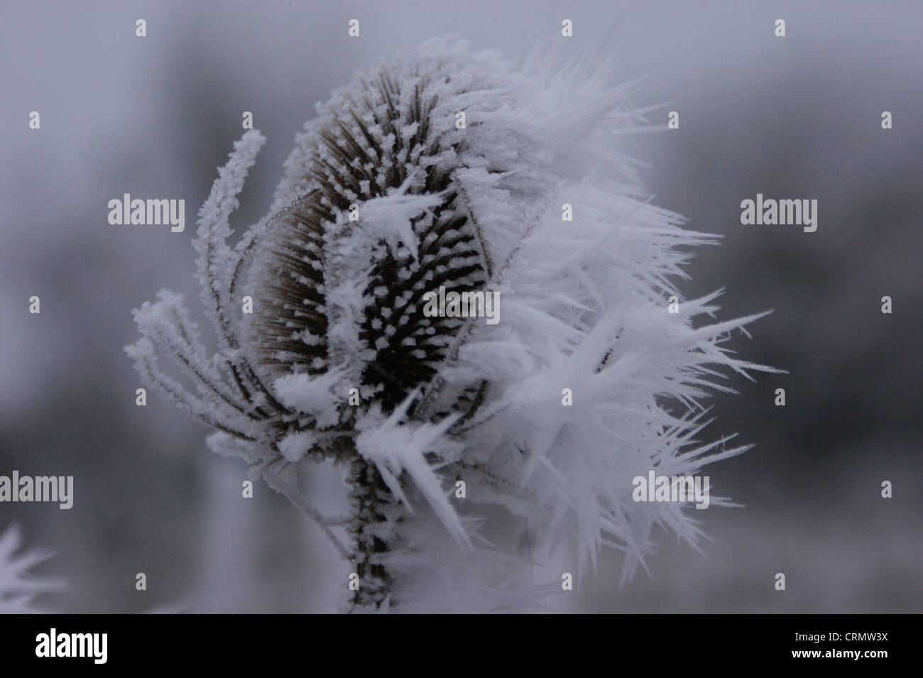 Teasle hi-res stock photography and images - Alamy