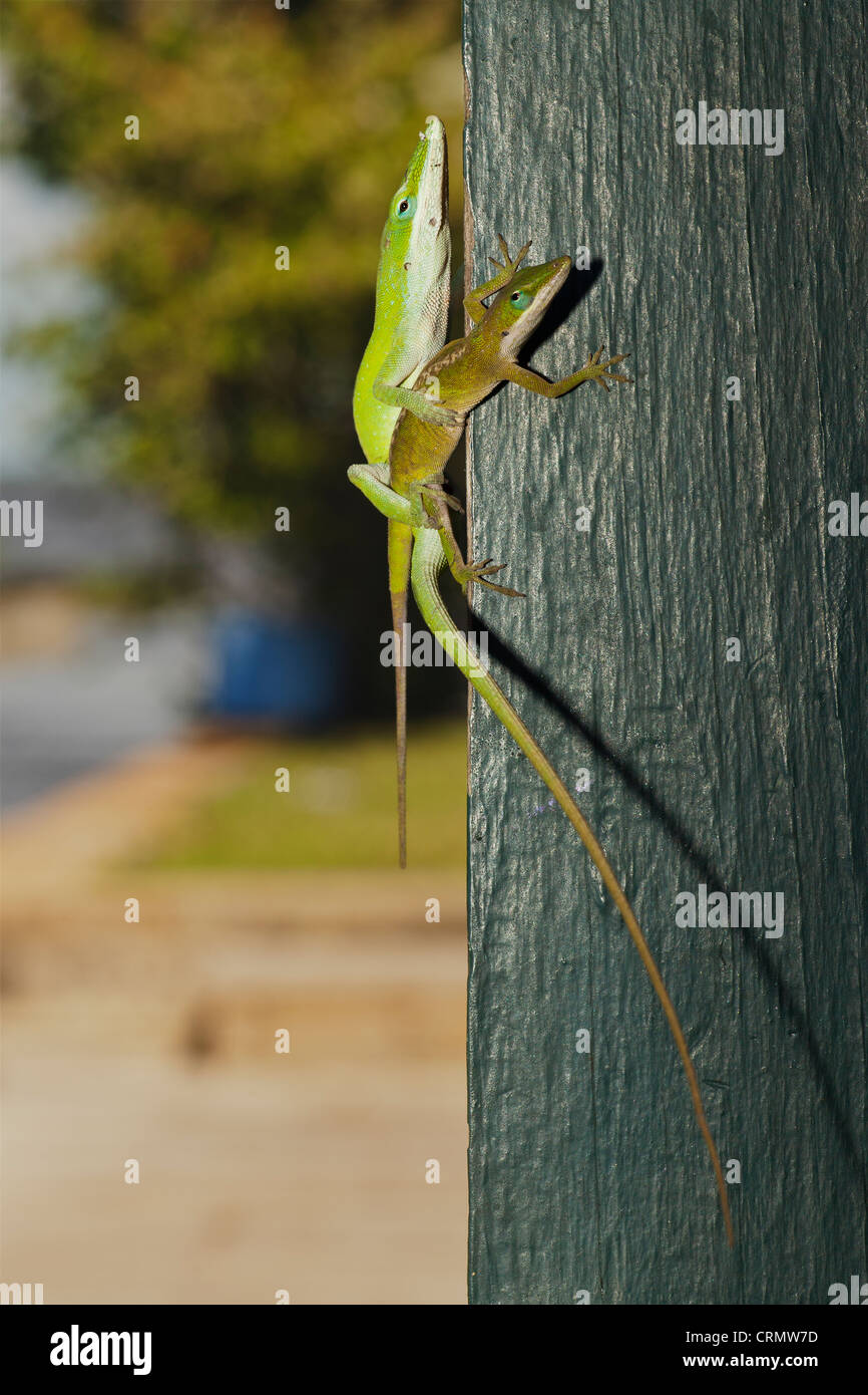 Mating reptiles hi-res stock photography and images - Alamy