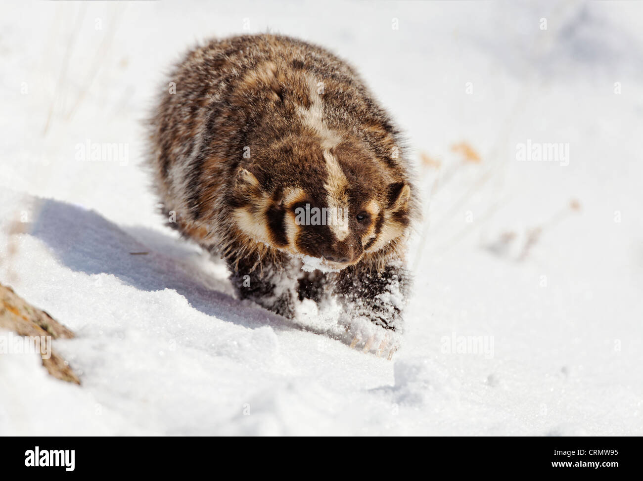 Badger running hi-res stock photography and images - Alamy