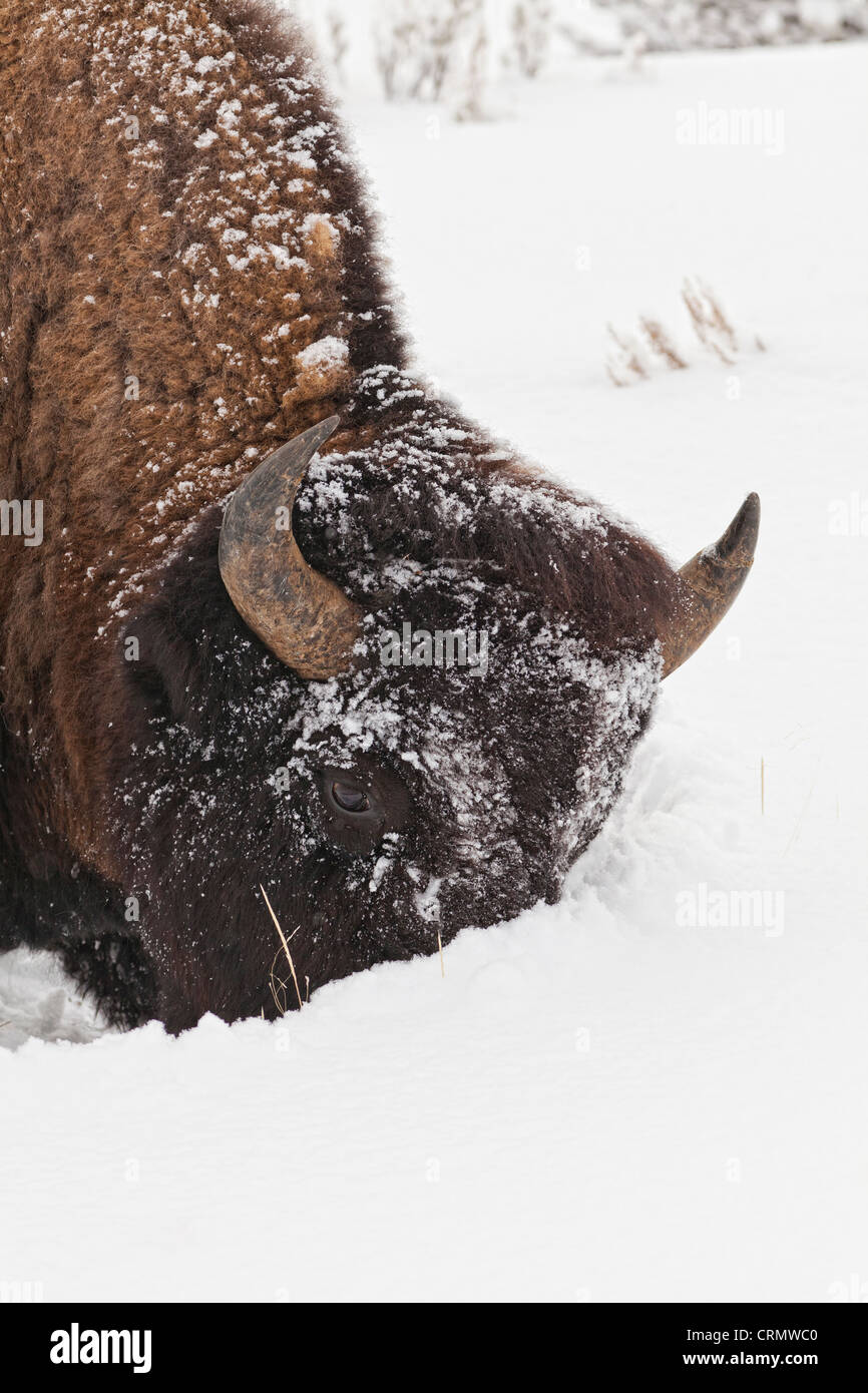 American Bison bull using its head to plow through snow to get to grass ...