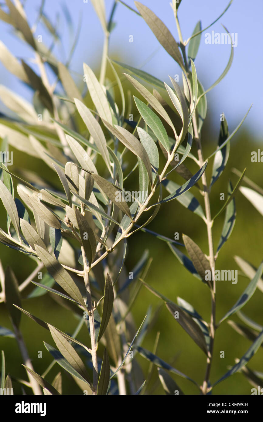 Olive Branches High Resolution Stock Photography and Images - Alamy