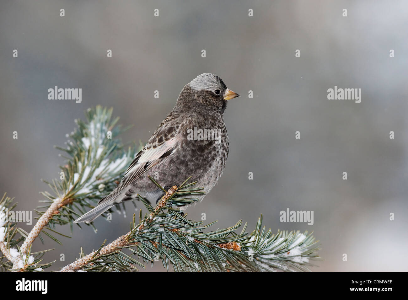 Black Rosy-Finch on snowy pine branch in New Mexico mountains Stock ...